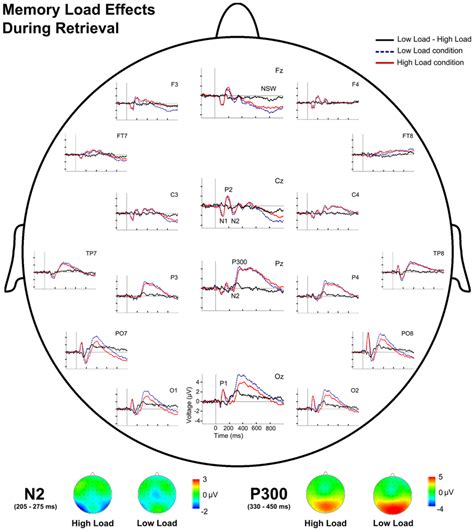 Event Related Potentials Waveforms During Probe Stimulus Processing And Download Scientific