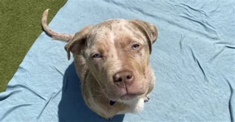 Chiot Errant Victime Dune Maladie De Peau Son Calvaire Sans Fin