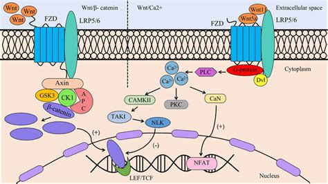 Interaction Of Wnt β Catenin And Wnt Ca²⁺ Signalling Pathways In An Download Scientific Diagram
