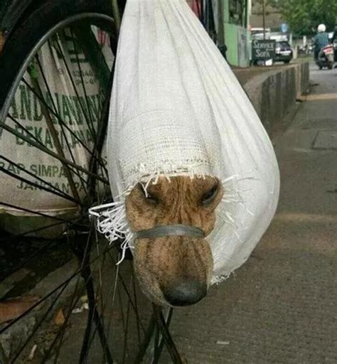 麻袋套人图片 麻袋装人表情包 伤感说说吧