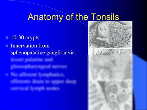 Solution L6 Tonsillitis Adenoids Tonsillar Hypertrophy Studypool