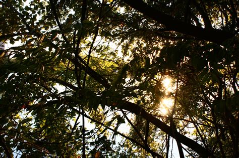 Among Trees The Common