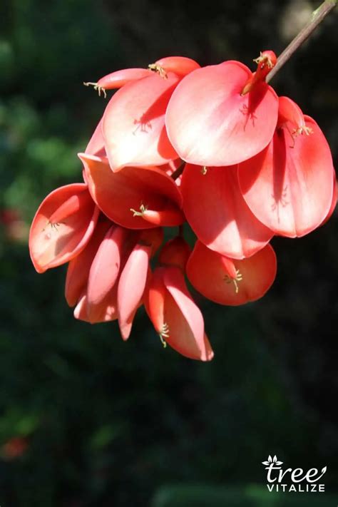 21 Must Have Spectacular Orange Flowering Trees That Impress