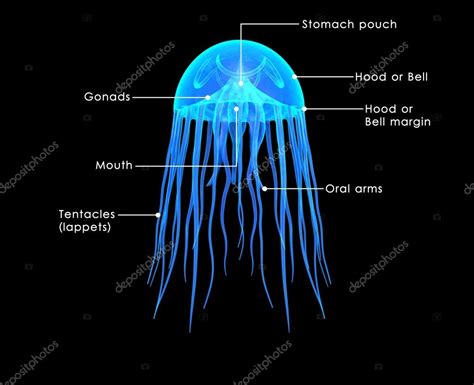Anatomy Of A Moon Jellyfish Jellyfish Anatomy Moon