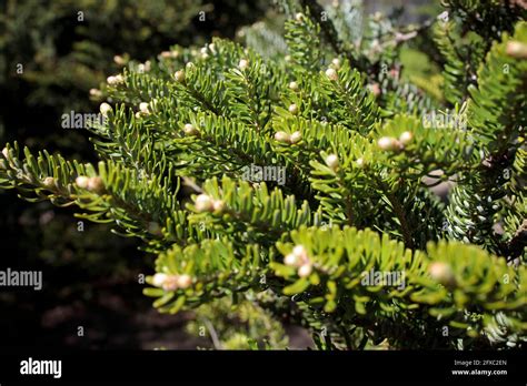 Female And Male Cones Of A Spruce Tree After Pollination In Spring Forest Stock Photo Alamy