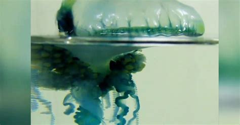 제주 해안에 맹독성 해파리 출현 피서객 등 주의해야