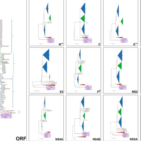 Phylogenetic Trees Based On Open Reading Frames Orfs And Genes Of