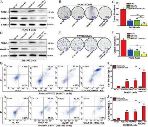 Fosl1 Drives The Malignant Progression Of Pancreatic Cancer Cells By Regulating Cell Stemness
