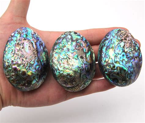 Natural Abalone Shell Pendantslarge Size Shell Etsy