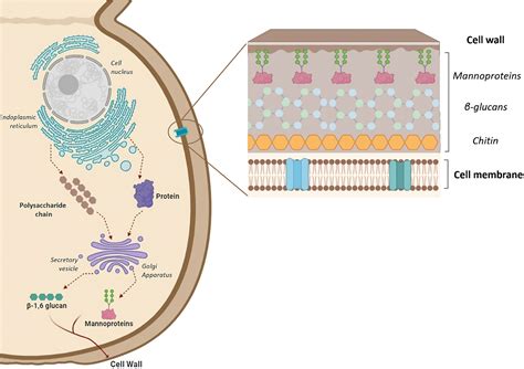 the cell structure of yeast with diagram yeast cell