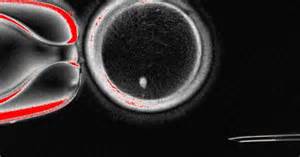 Òvuls A Partir De Cèl·lules De La Pell Una Opció Prometedora Contra La