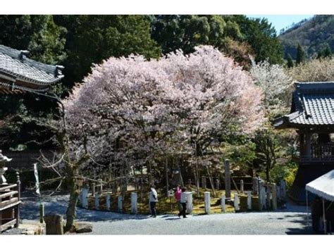 【中将姫誓願桜】アクセス・イベント情報 じゃらんnet