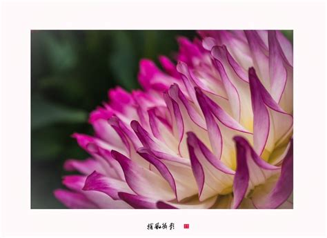 微距 中关村在线摄影论坛
