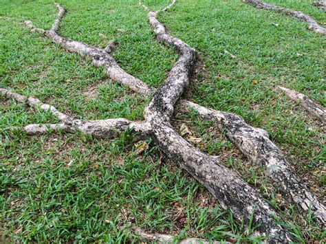 Removing Tree Roots Without Killing The Tree Can It Be Done And How