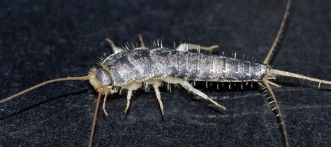 Those Pesky Silverfish Termite Inspection Orange County Termite