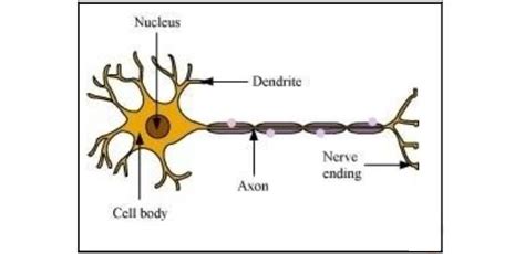 NCERT Solutions For Class 10 Control And Coordination PDF