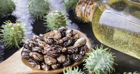 Castor Oil Age Group All Age Group At Best Price In Udaipur Super