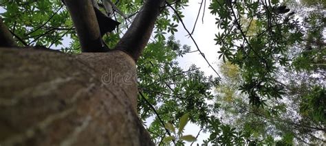 Ceiba Pentandra Is Towering And Sturdy Stock Image Image Of Leaf Plant 256038123