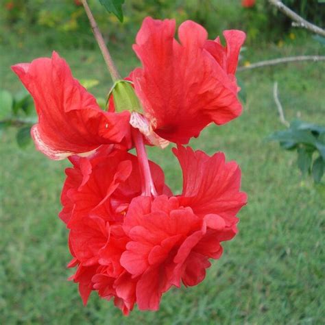 Hibiscus Red Double Layered Sembaruthi Vgr Gardens
