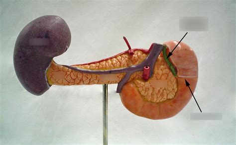 Posterior Pancreas Diagram Quizlet