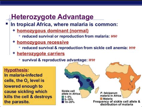 Heterozygote Advantage