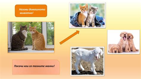 Домашните животни и техните малки Дидактичен албум презентация онлайн