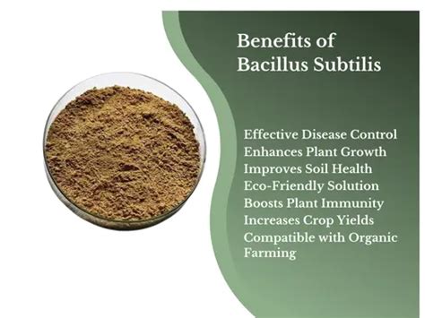 Bacillus Subtilis As A Biofungicide And Biostimulant For Plants