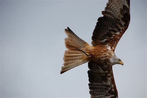 Хищные птицы молдовы картинки и фото Poknok Art