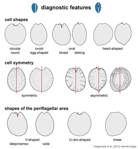 Identification Help For Marine Benthic Prorocentrum Species
