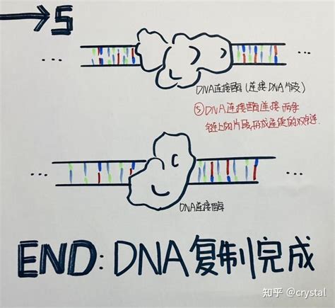 DNA的复制过程 知乎