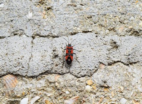 Premium Photo The Red Bugs
