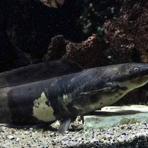 Walking Catfish Facts Diet Habitat And Pictures On Animaliabio