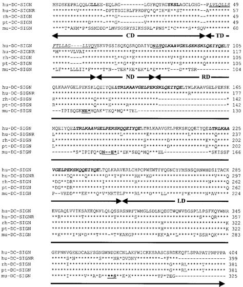 Protein Sequence Comparison Of Dc Sign Molecules Of Human Simian And