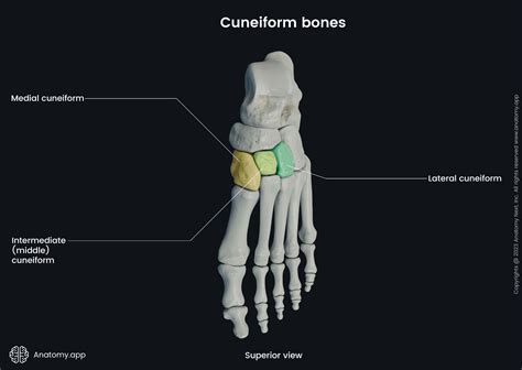 Cuneiform Bones Anatomy App