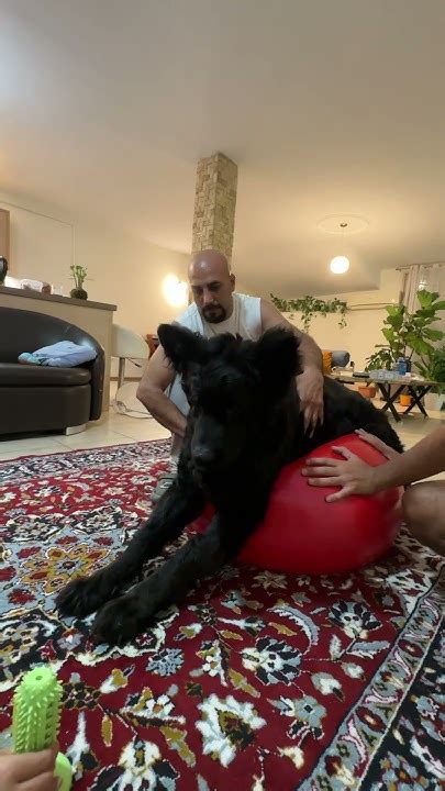 مراحل درمان کاپو🙃 ژرمنبلک سگ Youtube