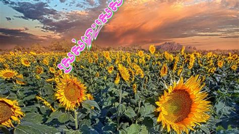 ស្រស់នេះស្រស ច្រៀងដោយ សុិន សុីសាមុត Tnaot