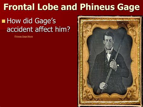 Ppt Frontal Lobe And Phineus Gage Powerpoint Presentation Free