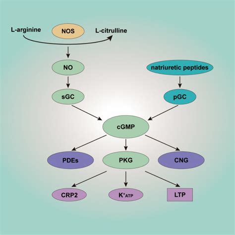 Schematic Overview Of The Nocgmp Signaling Pathway L Arginine Is