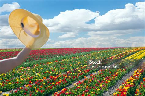 여름 햇볕 여자 손을 잡고 모자입니다 여자는 아름 다운 푸른 하늘과 꽃 정원 배경에 모자를 들고 있다 꽃 식물에 대한 스톡 사진 및 기타 이미지 Istock