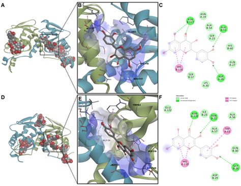 A Binding Poses Of Screened Phytochemicals After Docking With Bach1