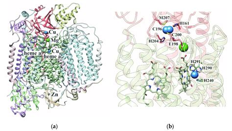 Structure Of Human Cytochrome C Oxidase A The Structure Of The Download Scientific Diagram