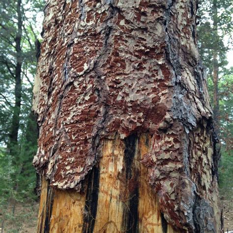 An Index Of Common Insect Pests Harmful To Trees