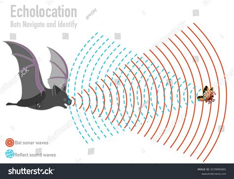 Bat Sonar Waves