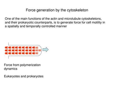 Ppt Controlled Force Generation Through Polymerization Dynamics Powerpoint Presentation Id