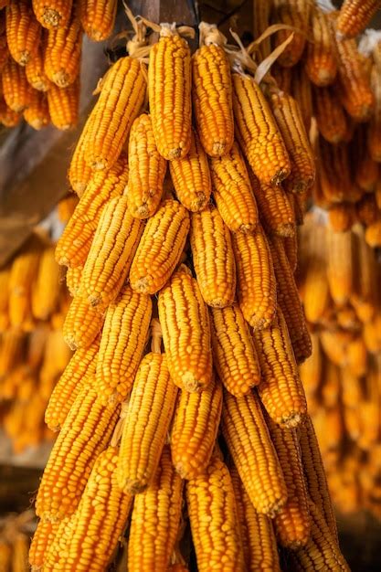 Сушеная кукуруза висит на потолке деревянного павильона после сбора ...