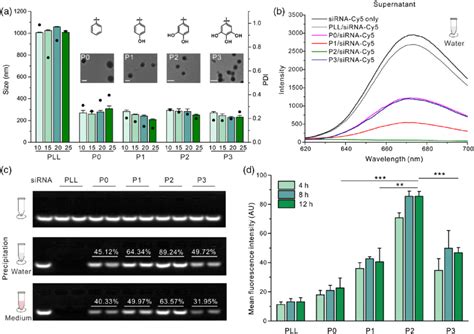 Characterization Of Polymer Sirna Complexes A The Size And Download Scientific Diagram