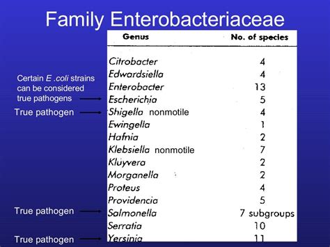 Enterobacteriaceae