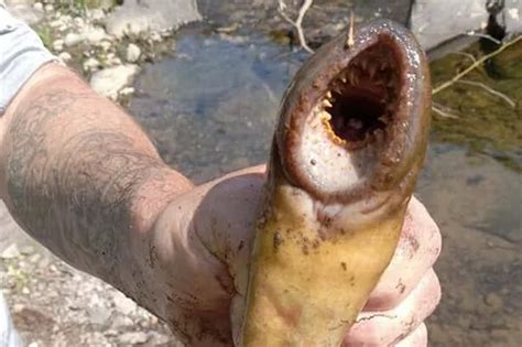 Horrified Fisherman Lands Alien Parasite That Looks Like Something
