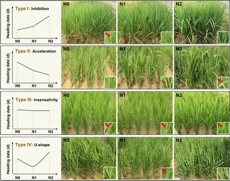 Four Different Types Of Rice Flowering Time Heading Date Responding