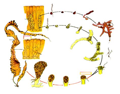 Phaeophyceae Life Cycles 1 Quiz